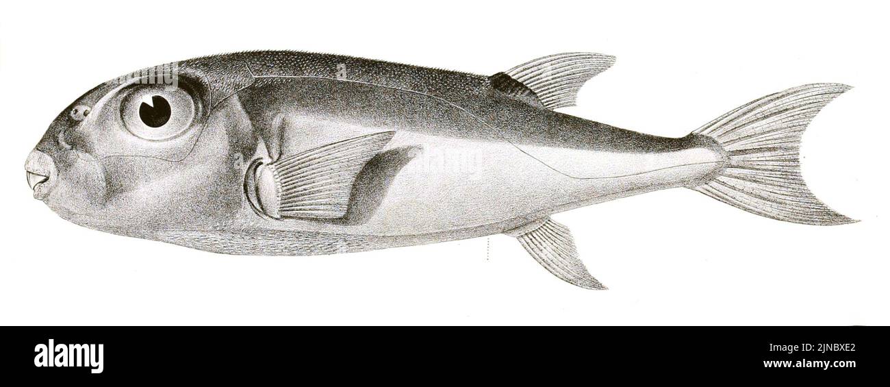 Tetrodon lunaris Cut Out Stock Images & Pictures - Alamy