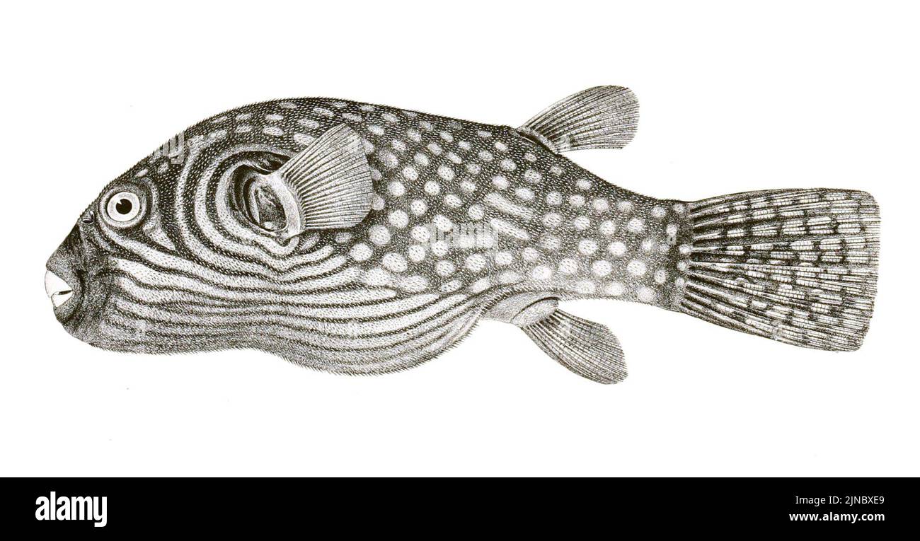 Tetrodon reticularis Achilles 180 Stock Photo - Alamy