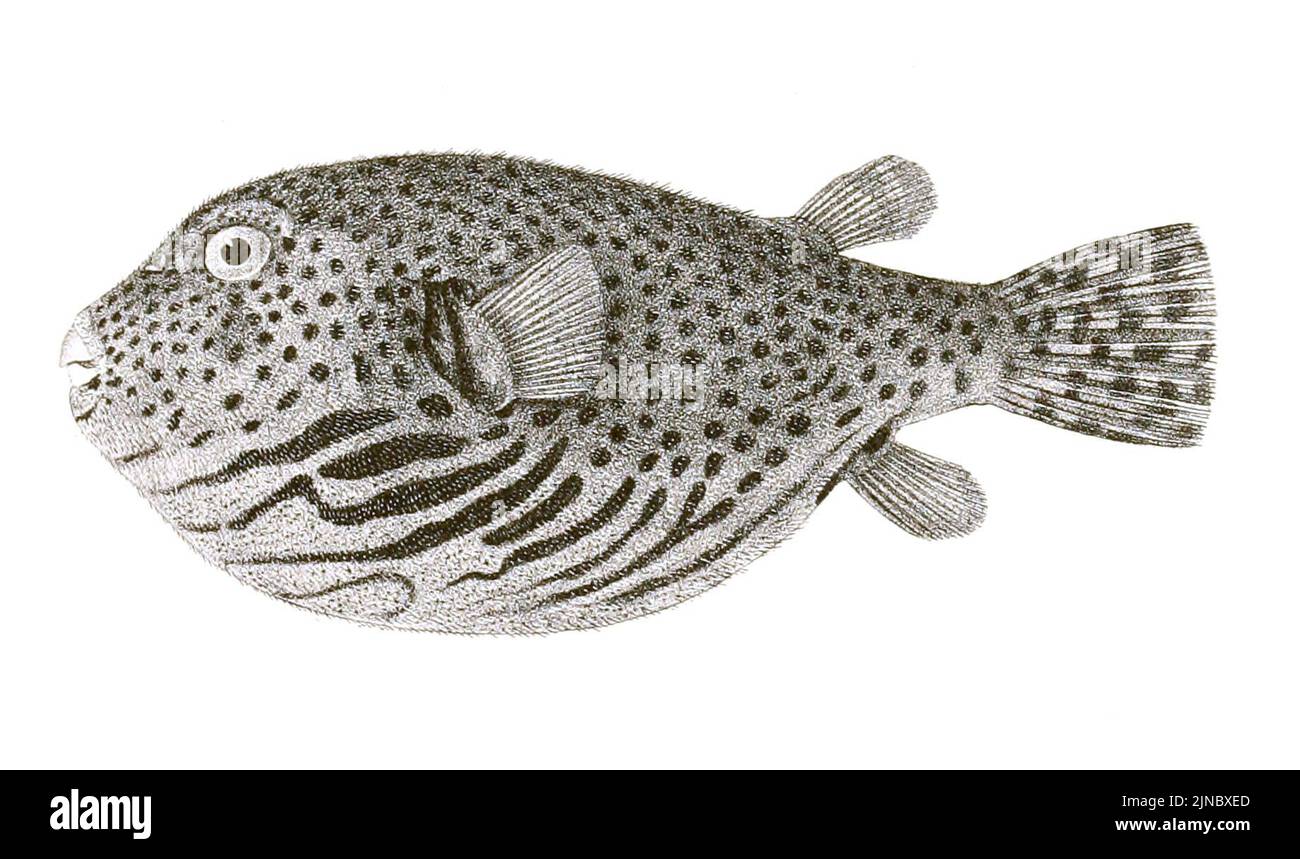Tetrodon lineatus Achilles 180 Stock Photo - Alamy