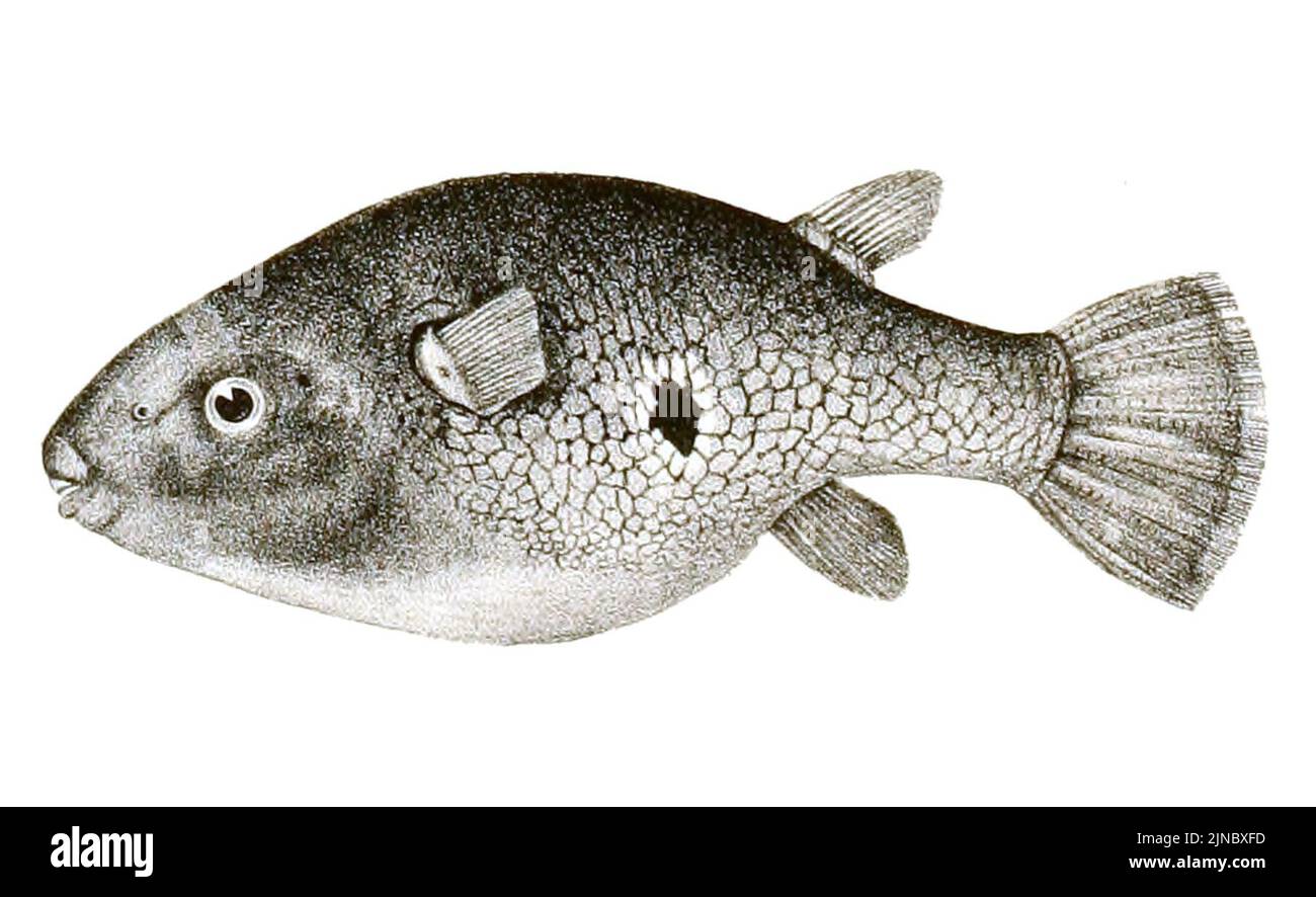 Tetrodon cutcutia Achilles 182 Stock Photo - Alamy