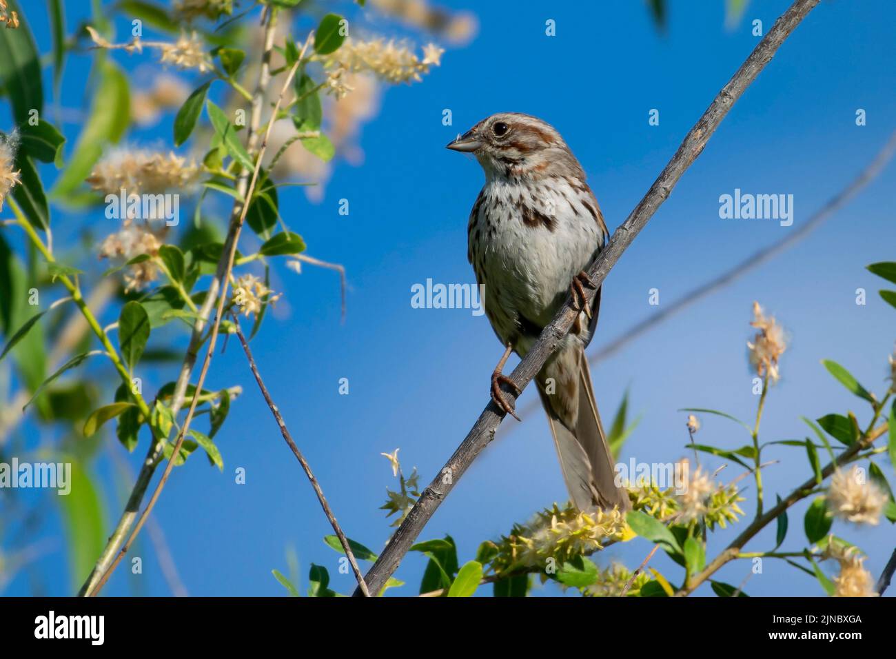 Song Sparrow (Melospiza melodia) in Eagle Island State Park, Idaho, USA ...