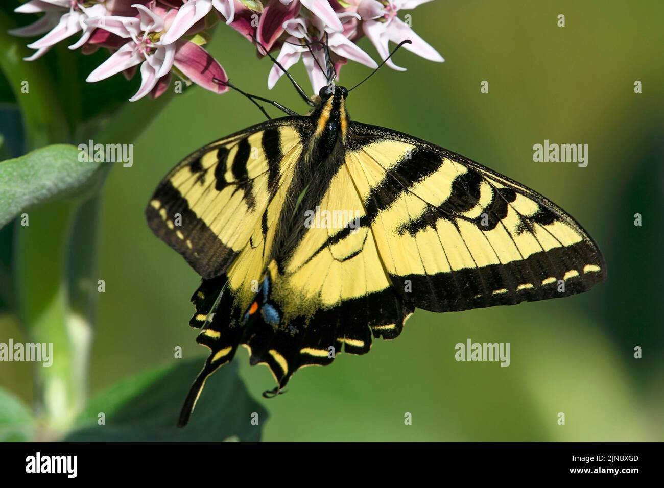 Western Tiger Swallowtail (Papilio rutulus) in Eagle Island State Park ...