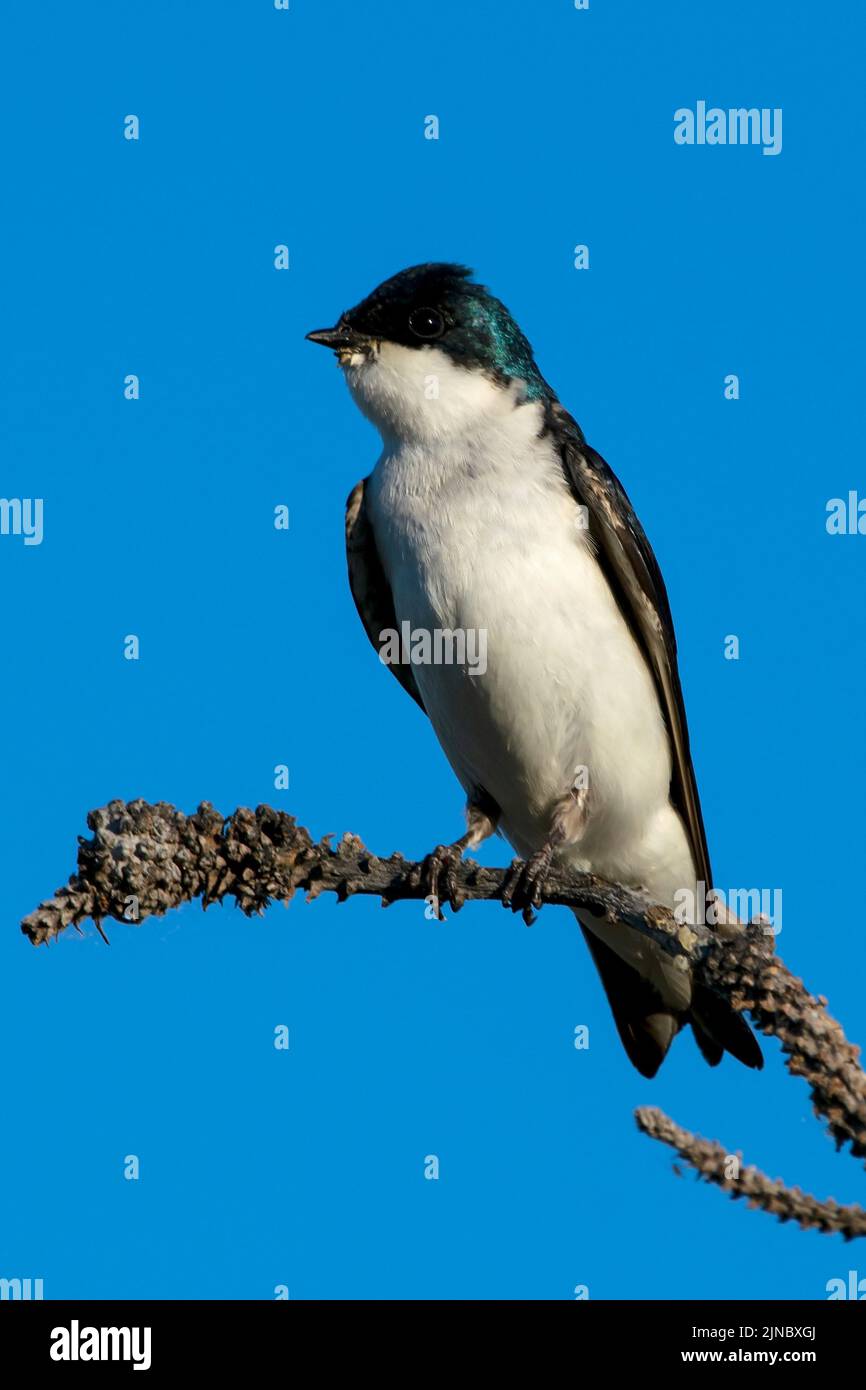Tree Swallow male (Tachycineta bicolor) photographed at Eagle Island ...