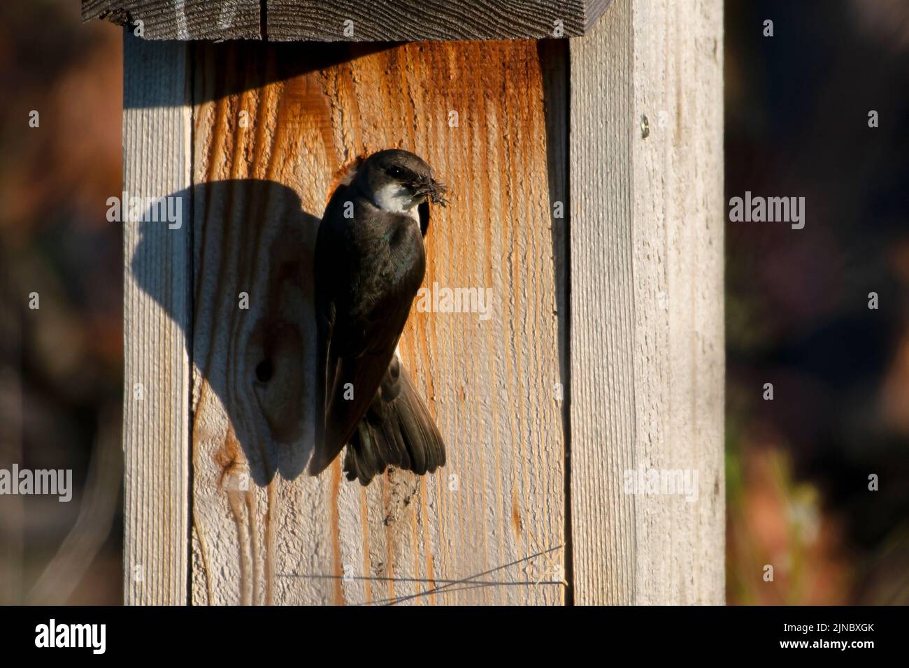 Female Tree Swallow (Tachycineta bicolor) with insects for young at ...