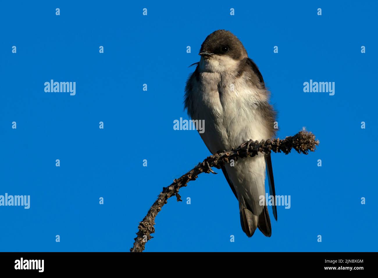 Tree Swallow female (Tachycineta bicolor) photographed in Eagle Island ...