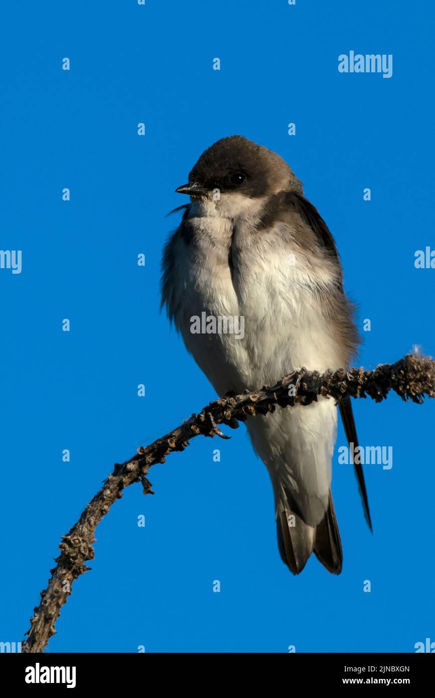 Tree Swallow female (Tachycineta bicolor) photographed in Eagle Island ...