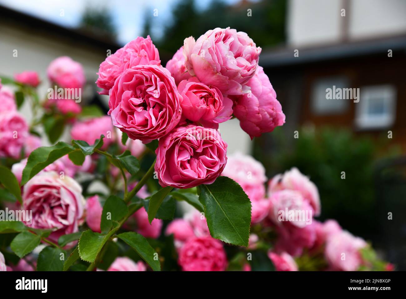 Pink flowering bed roses in the garden Stock Photo - Alamy