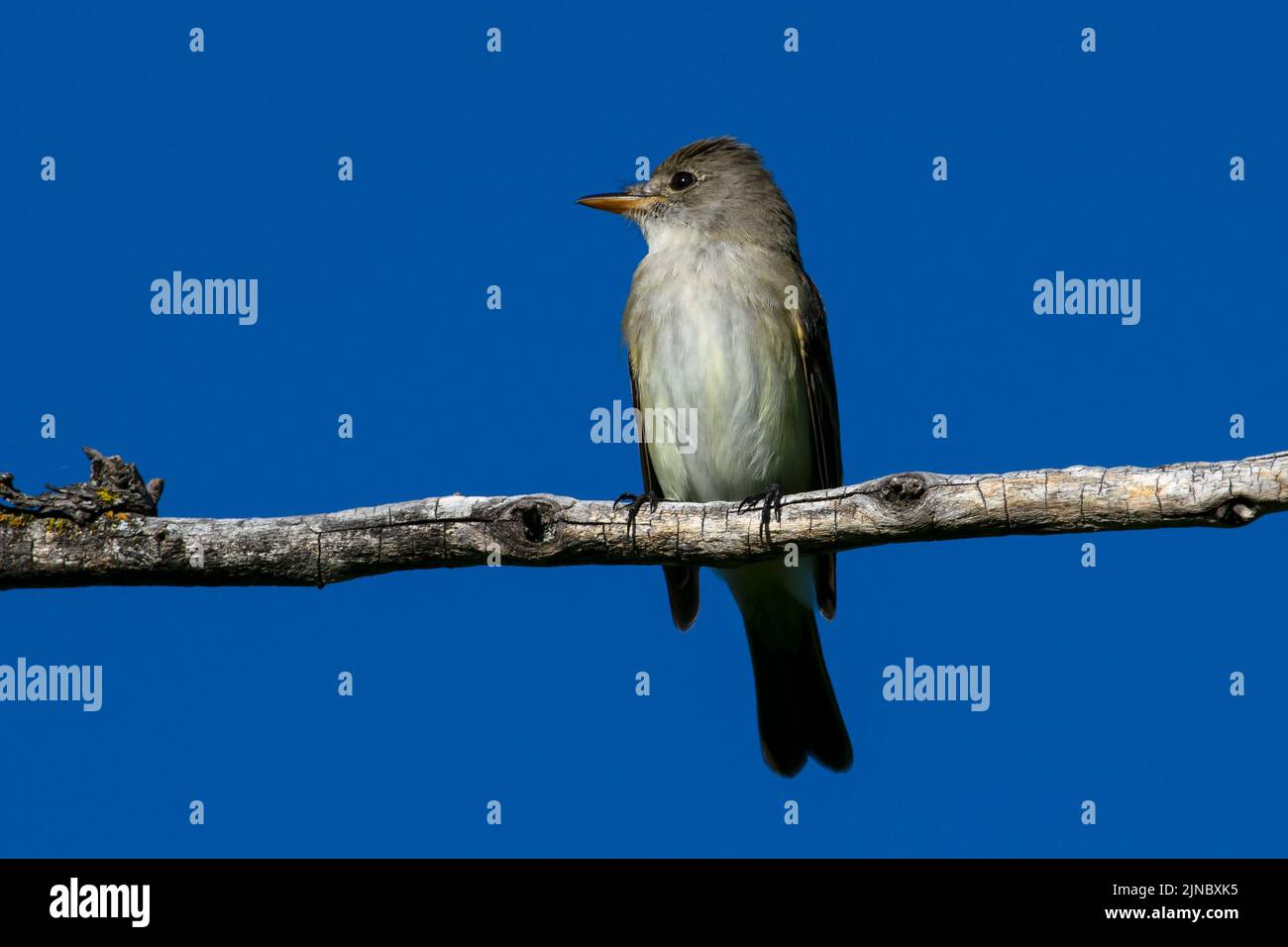 This Western Wood-Peewee (Contopus sordidulus) was photographed in Eagle Island State Park Eagle ...