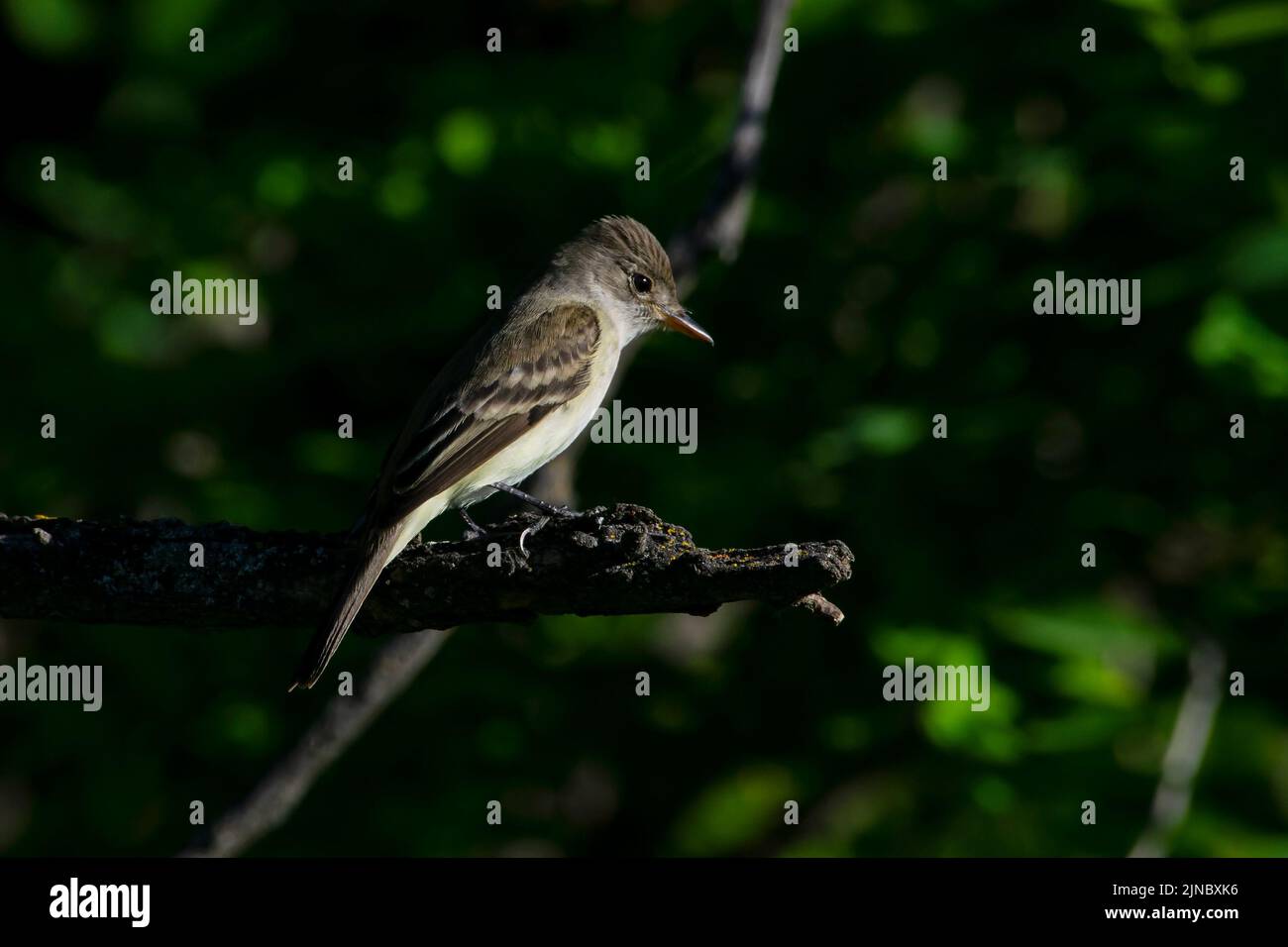 This Western Wood-Peewee (Contopus sordidulus) was photographed in ...