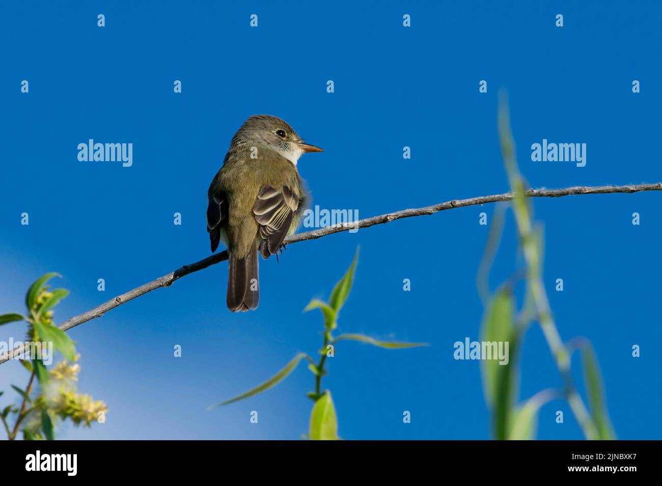 This Western Wood-Peewee (Contopus sordidulus) was sighted in Boise ...