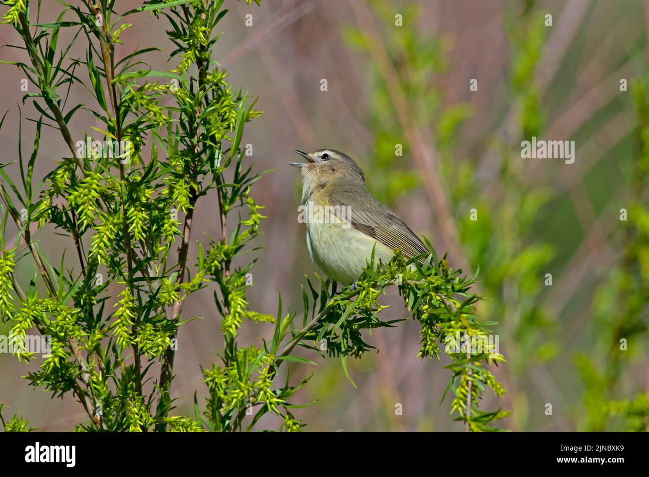 This Warbling Vireo was sighted in Boise Idaho USA in 2022 Stock Photo ...