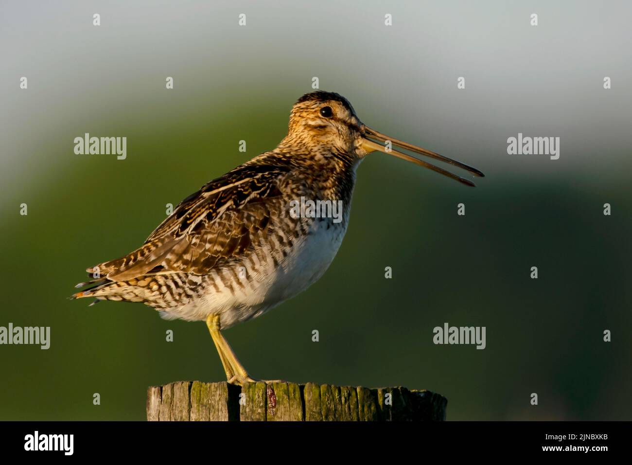 This Wilson's Snipe was sighted in Eagle Island State Park Eagle Idaho ...