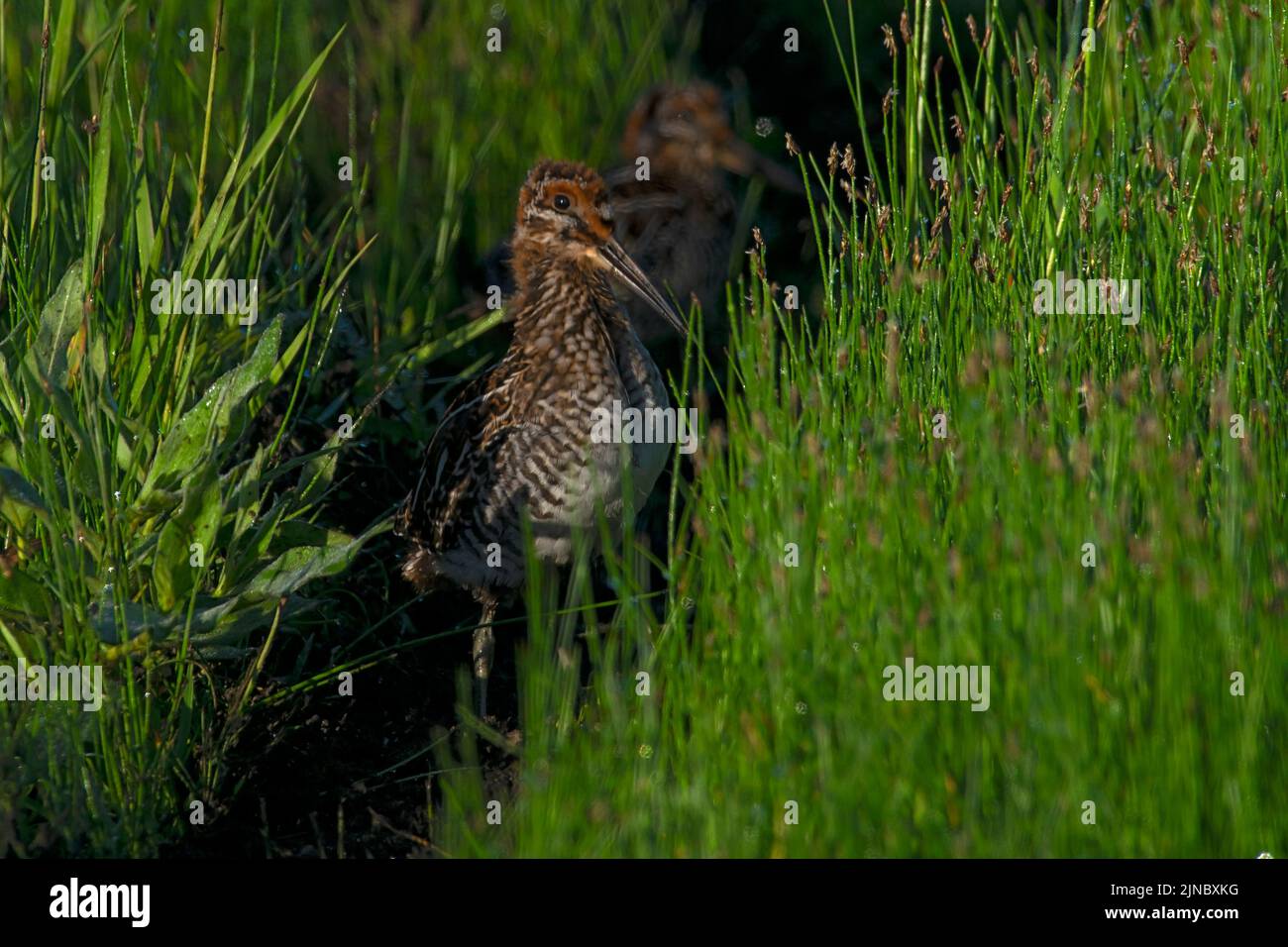 This immature Wilson's Snipe was sighted in Eagle Island State Park ...