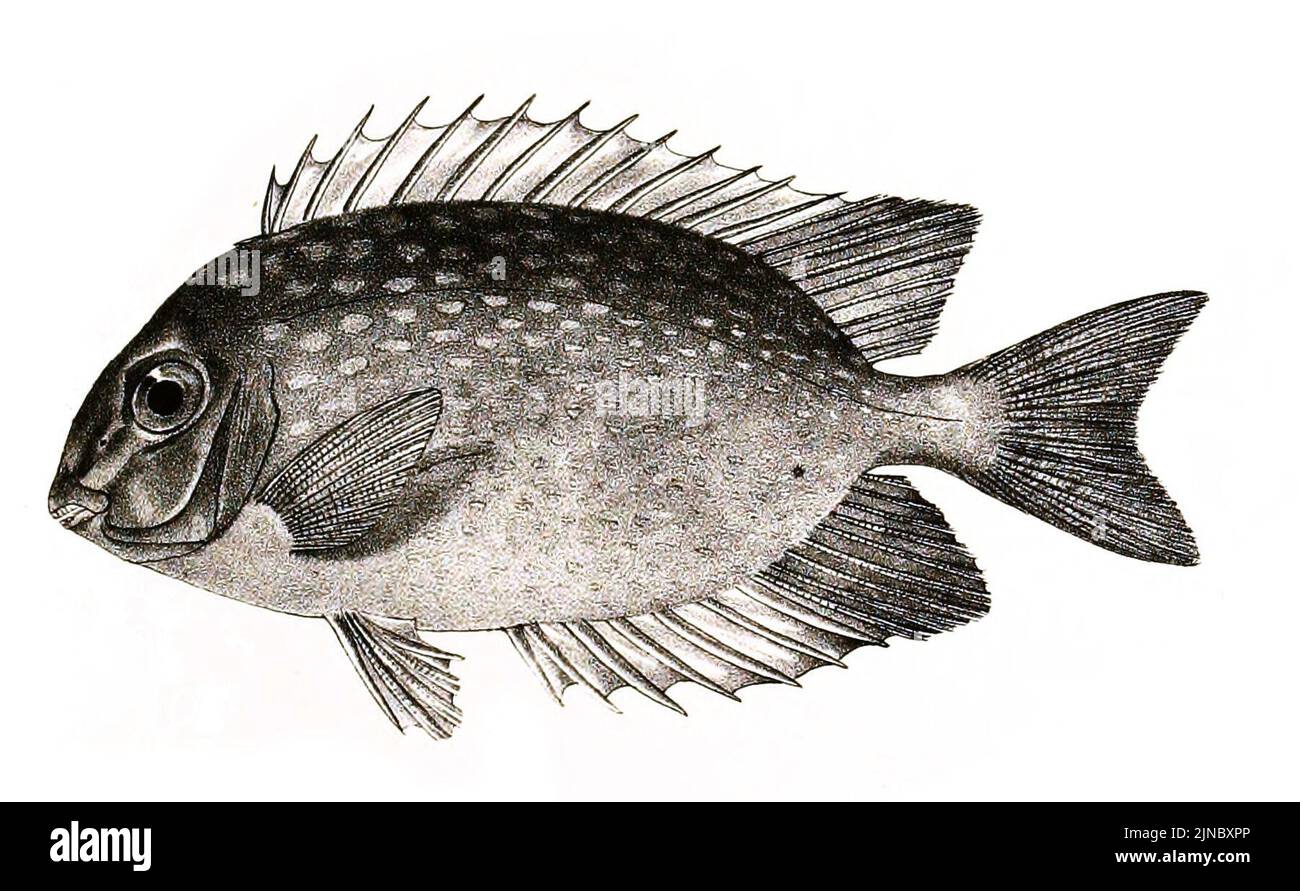 Teuthis concatenata Ford 40 Stock Photo - Alamy