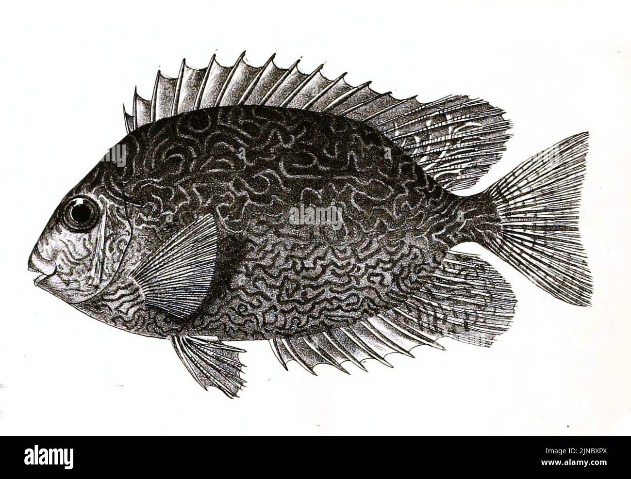 Vermiculata hi-res stock photography and images - Alamy