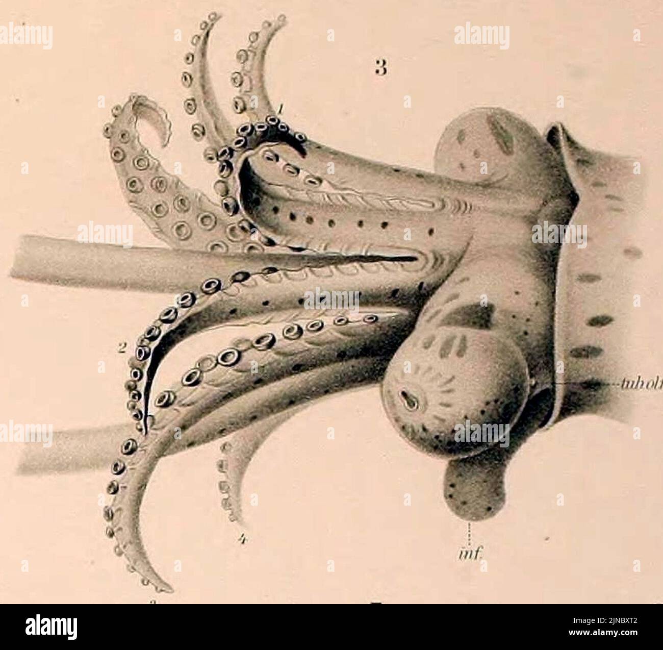 Teuthowenia pellucida head Stock Photo - Alamy