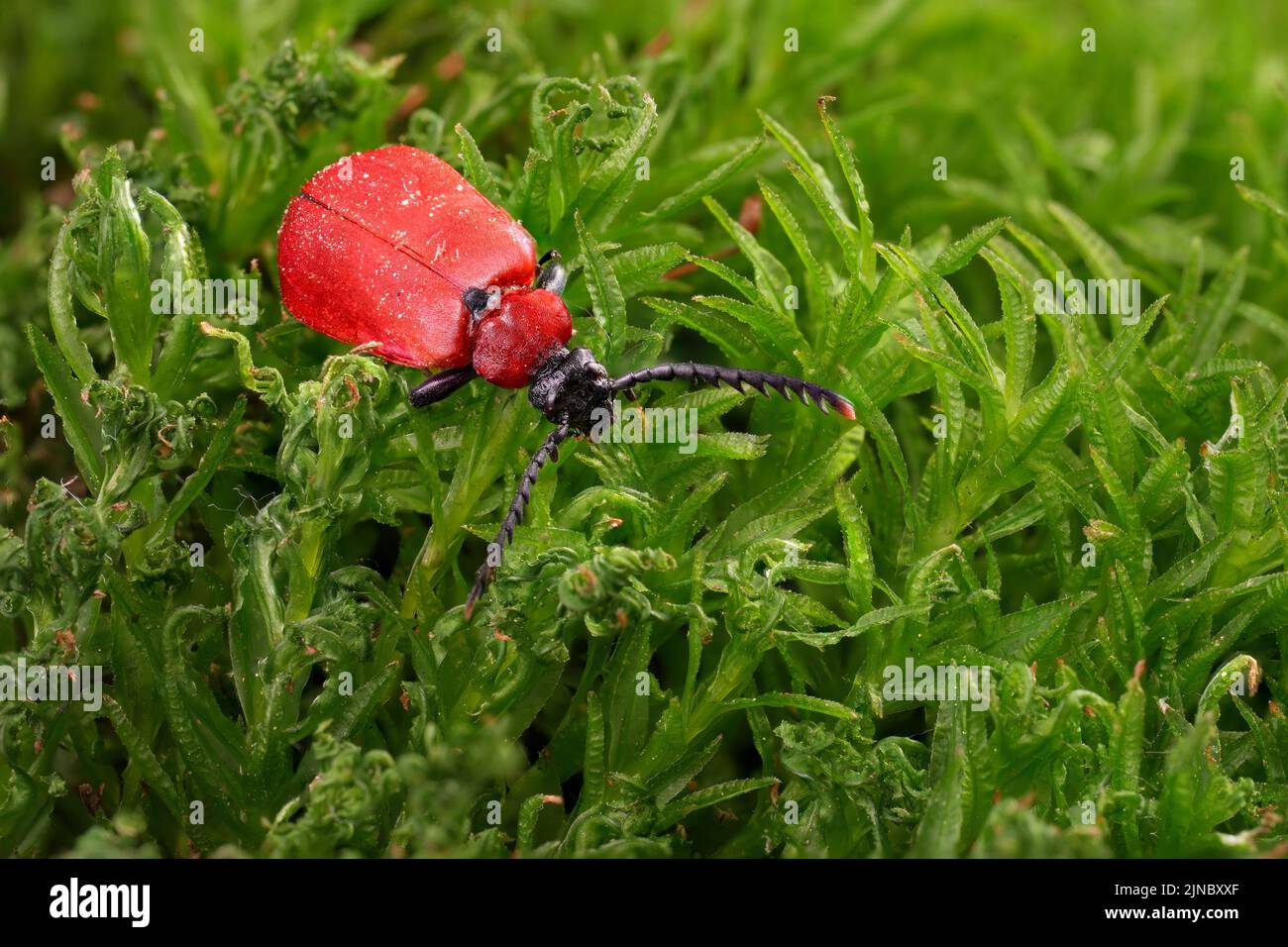 A red beetle on the green grass Stock Photo - Alamy