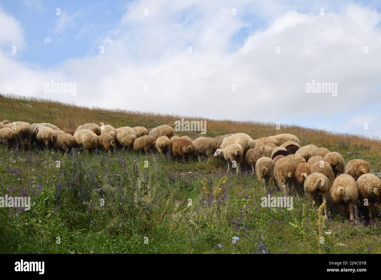 White sheep herd graze on summer mountain slope in highland in sunny clear weather with white ...