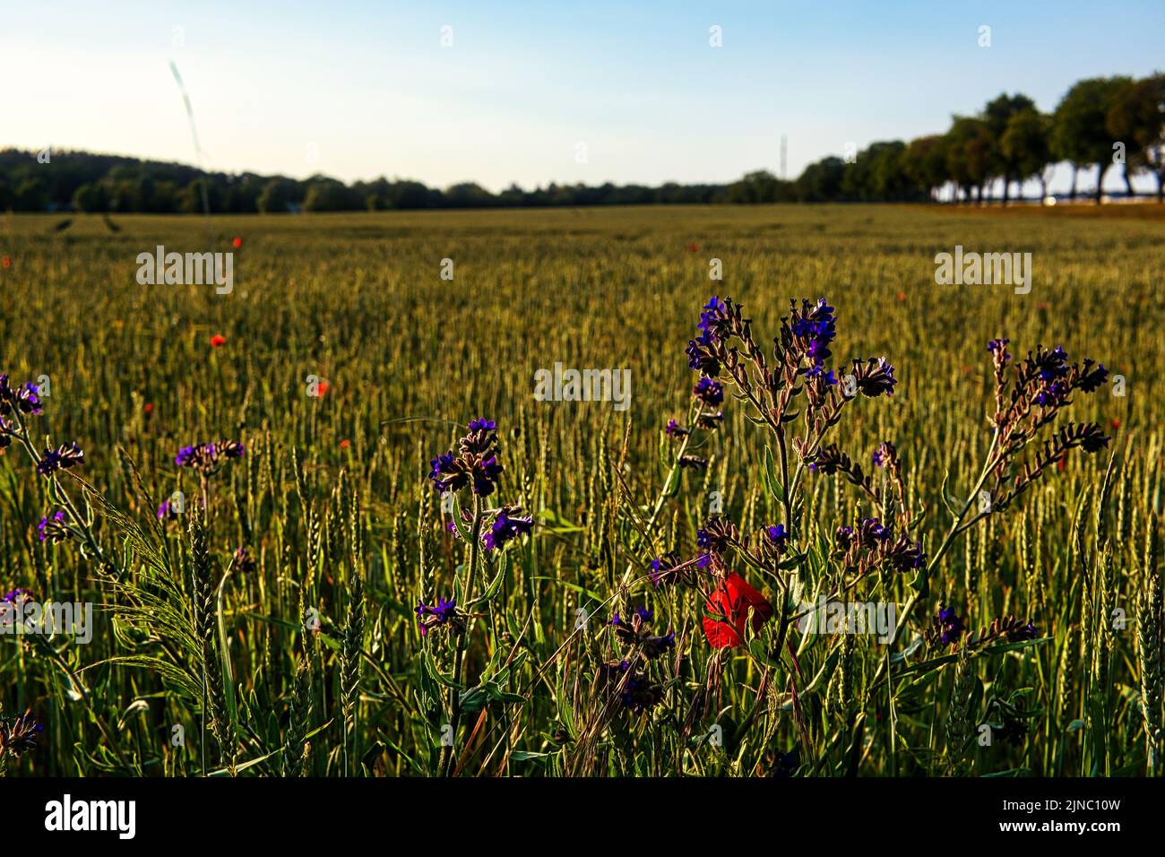 A wheat field with Anchusa wild flowers grown between immature spikes ...