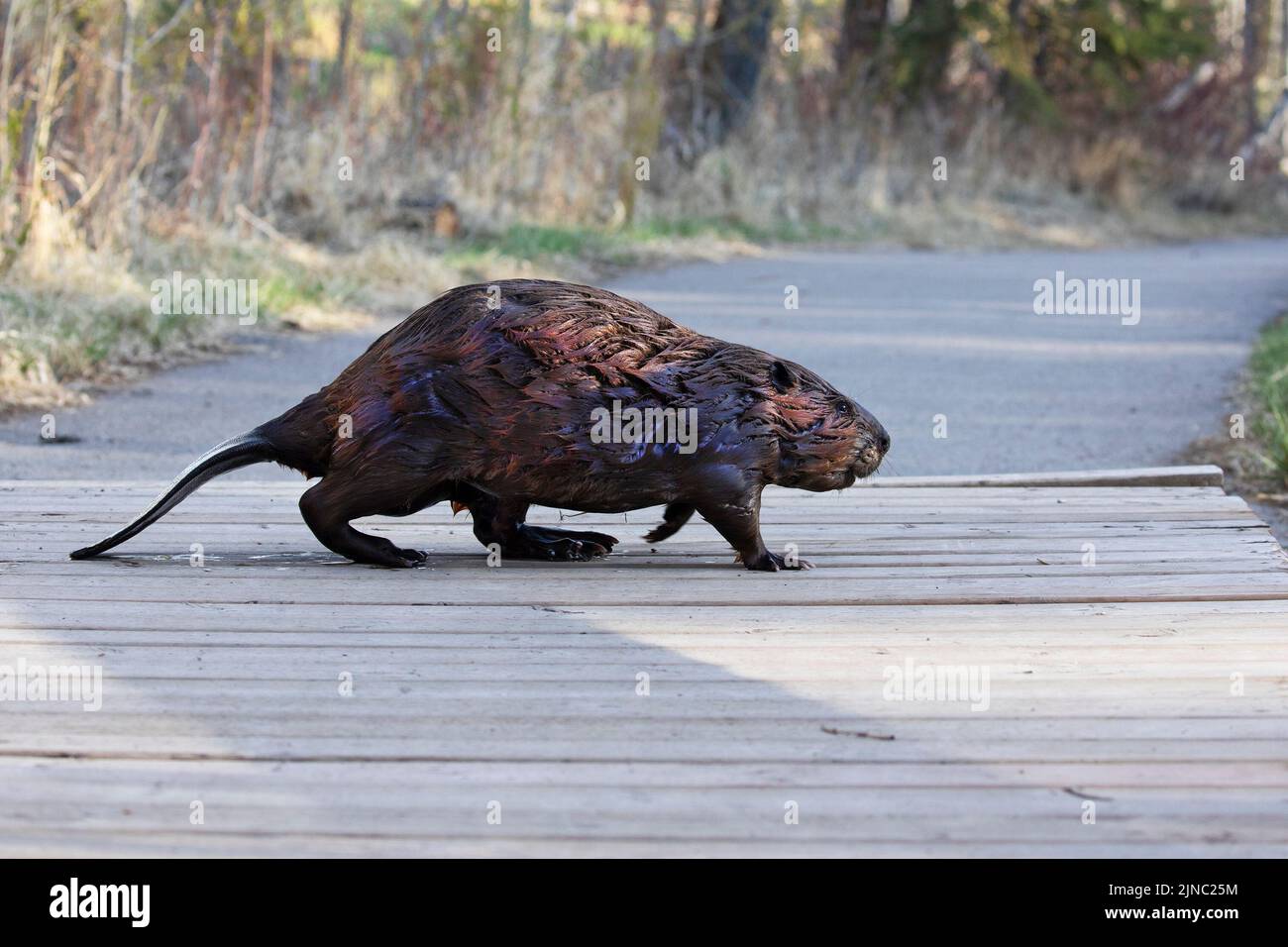 Canadian beaver walking across boardwalk on nature trail in an urban ...