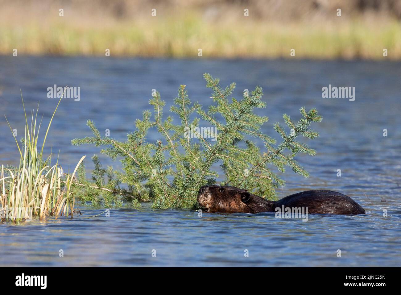 North American beaver eating a white spruce tree branch in the water of ...