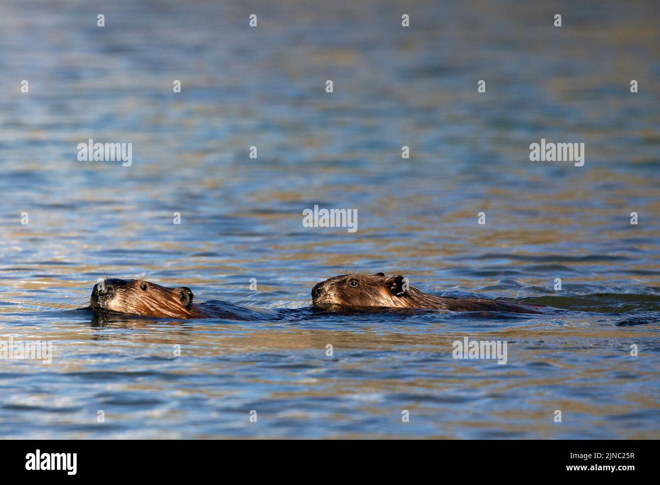 Two North American beavers swimming together in the water of a riparian ...