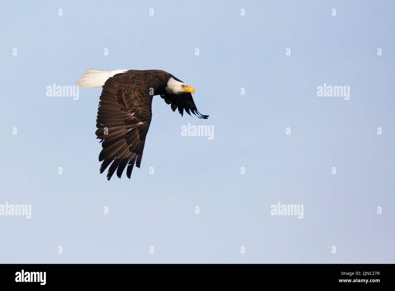 Flying bald eagle fly hi-res stock photography and images - Alamy