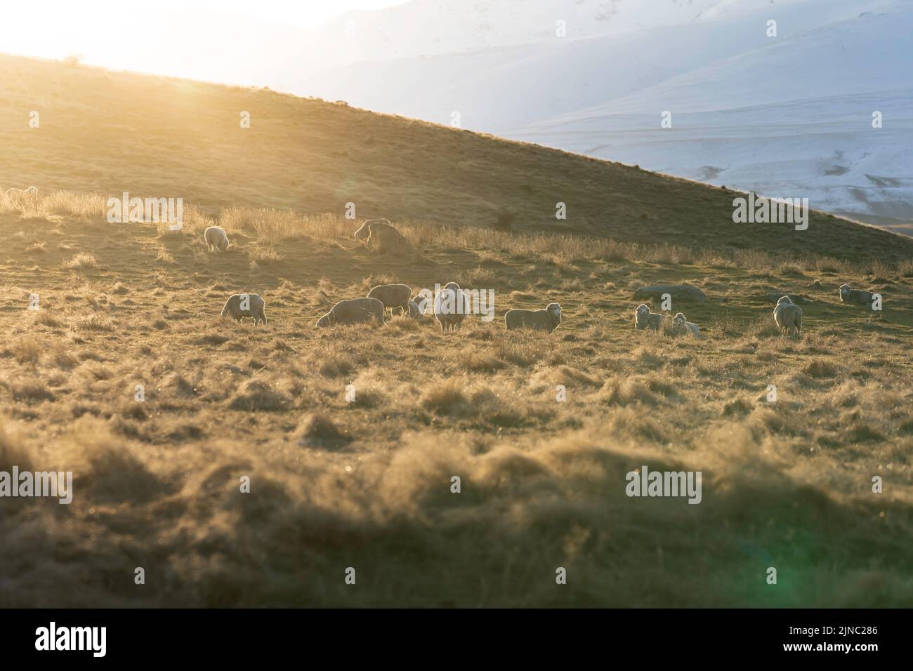 New Zealand sheep on farm at sunset Stock Photo - Alamy