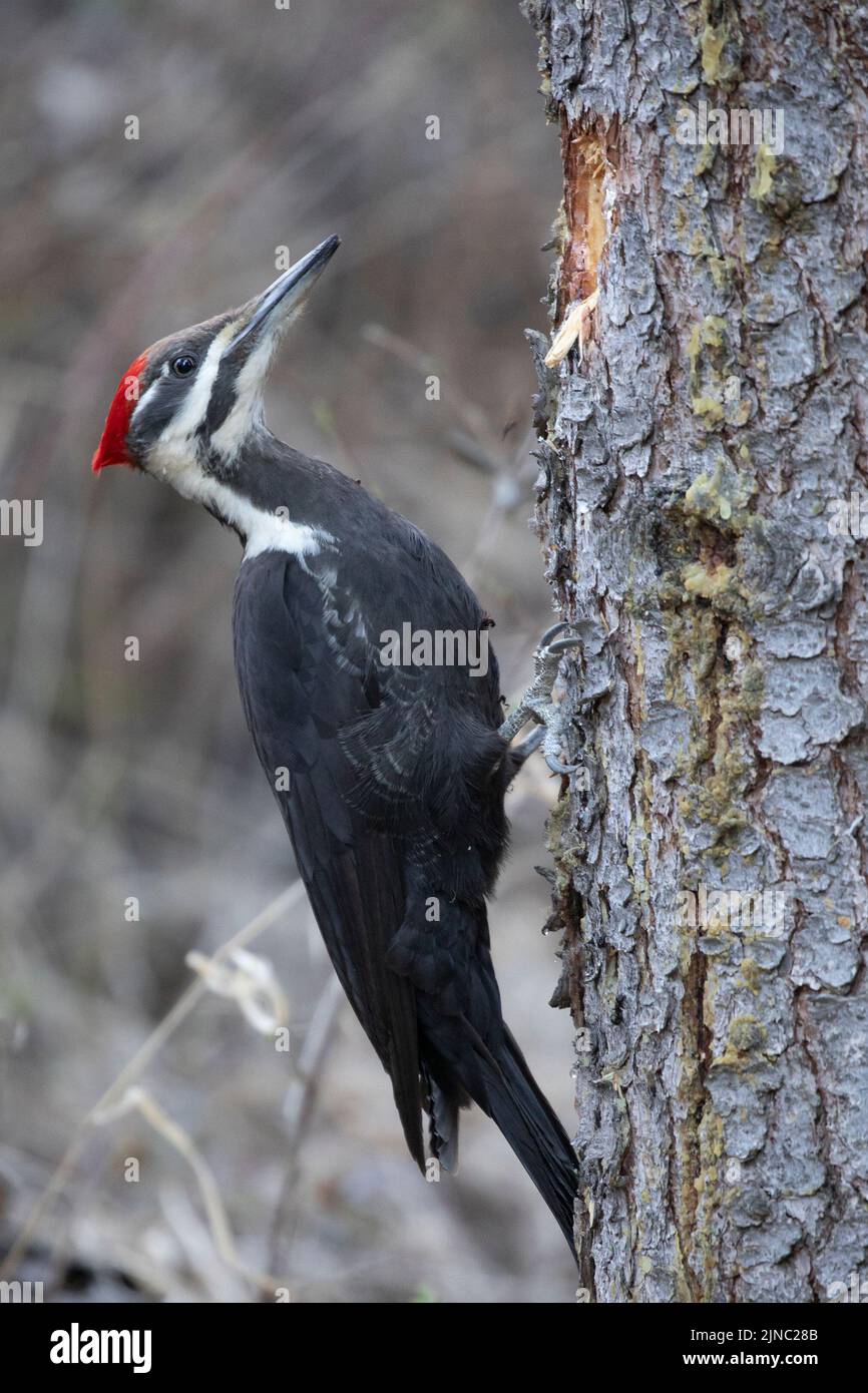 Woodpecker pecking wood hi-res stock photography and images - Alamy