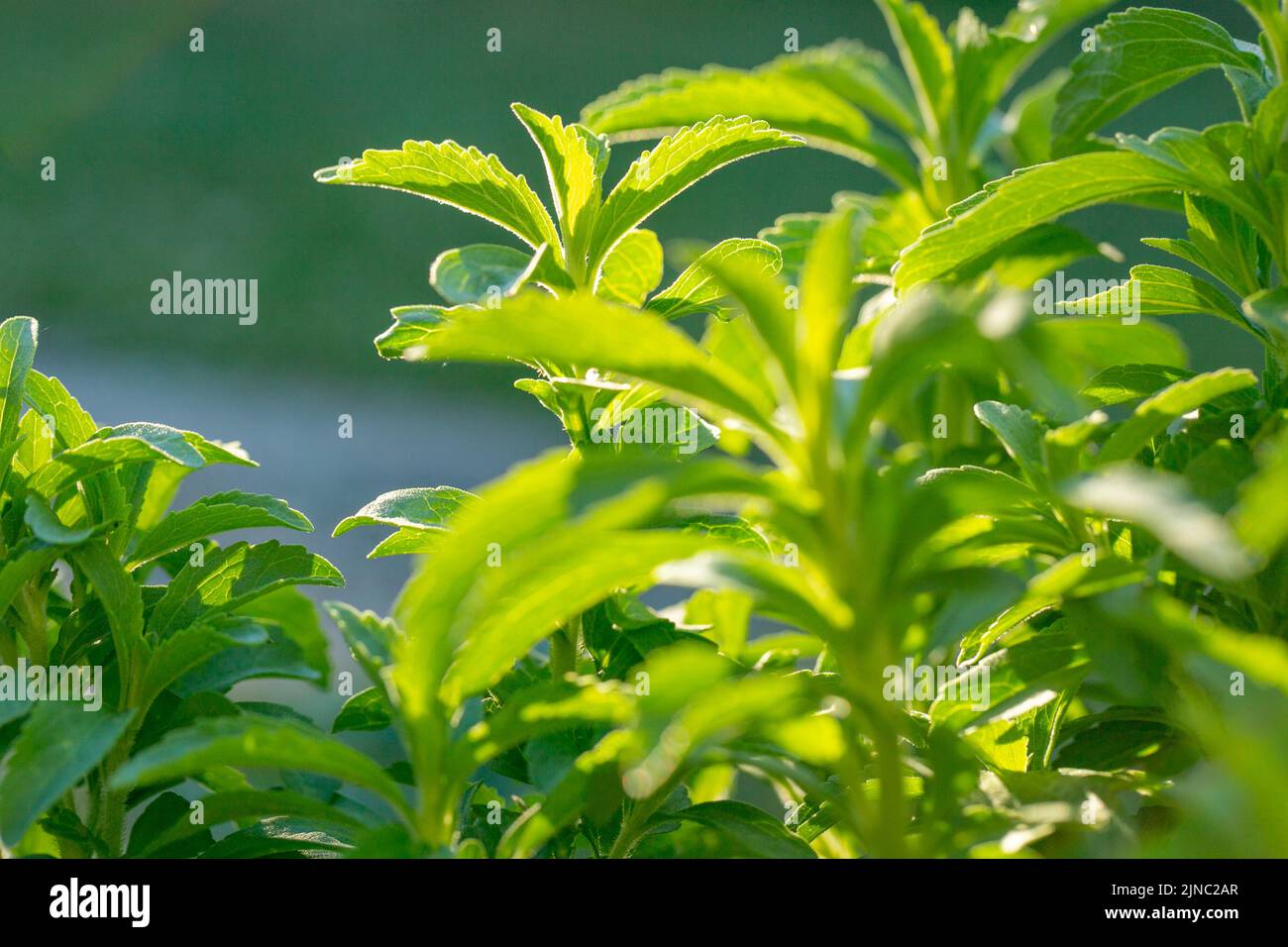 Stevia in the rays of the bright sun.Stevia green on blurred garden ...