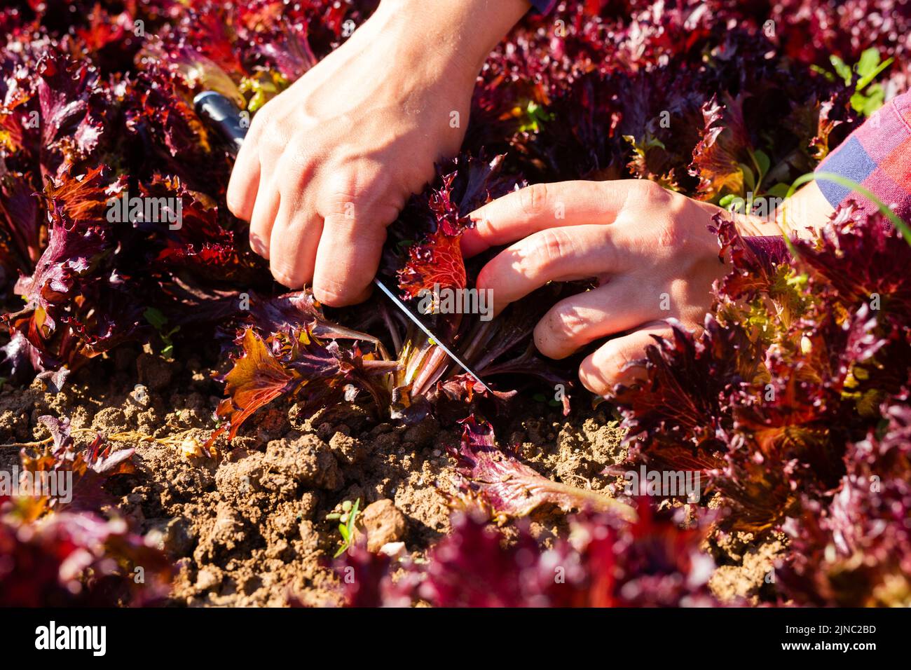 Closeup of farmer hands harvesting fresh red lettuce with knife on farm ...