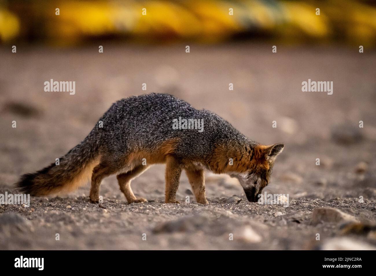Channel Islands Fox Scavenges on the coast of Santa Cruz Island Stock ...