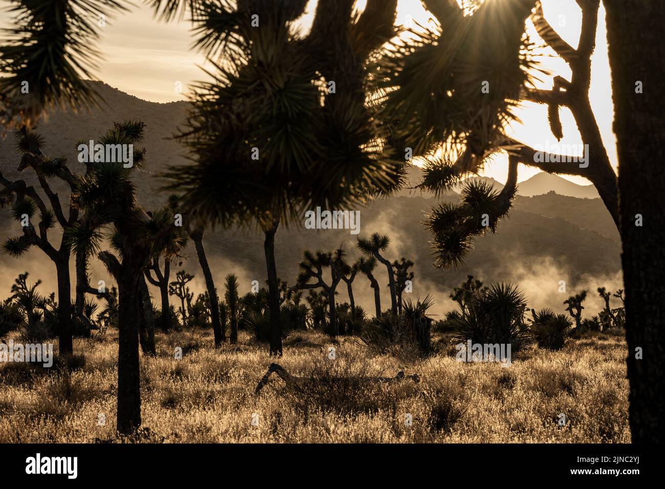 Dust Rises Behind A Forest of Joshua Trees Stock Photo - Alamy