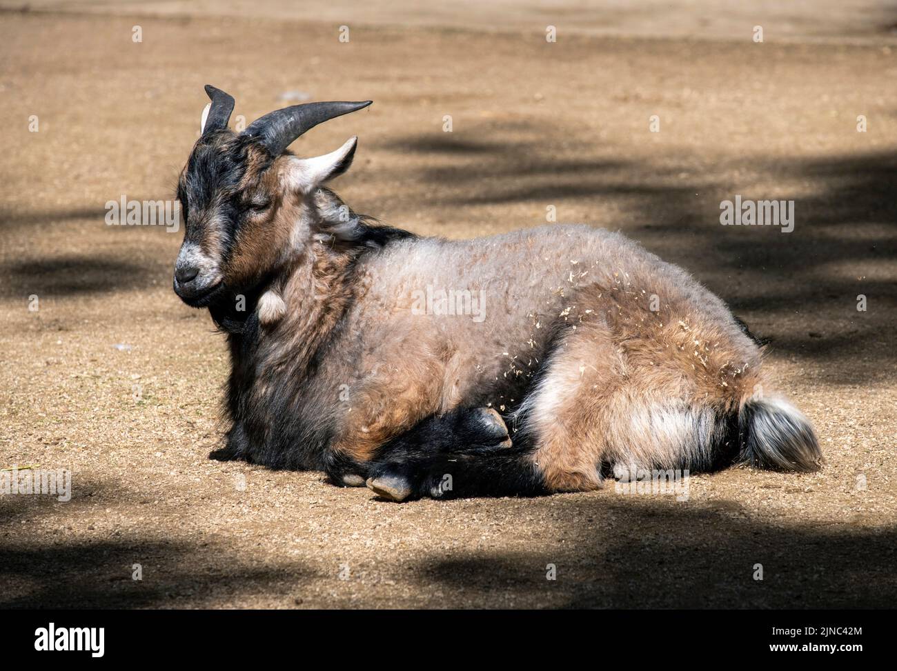 A Domestic Goat (Capra hircus) in Sydney; NSW, Australia (Photo by Tara ...