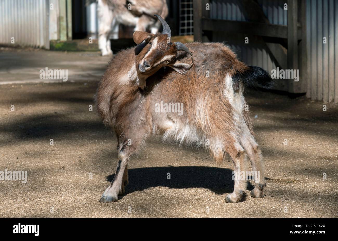 A Domestic Goat (Capra hircus) in Sydney; NSW, Australia (Photo by Tara ...