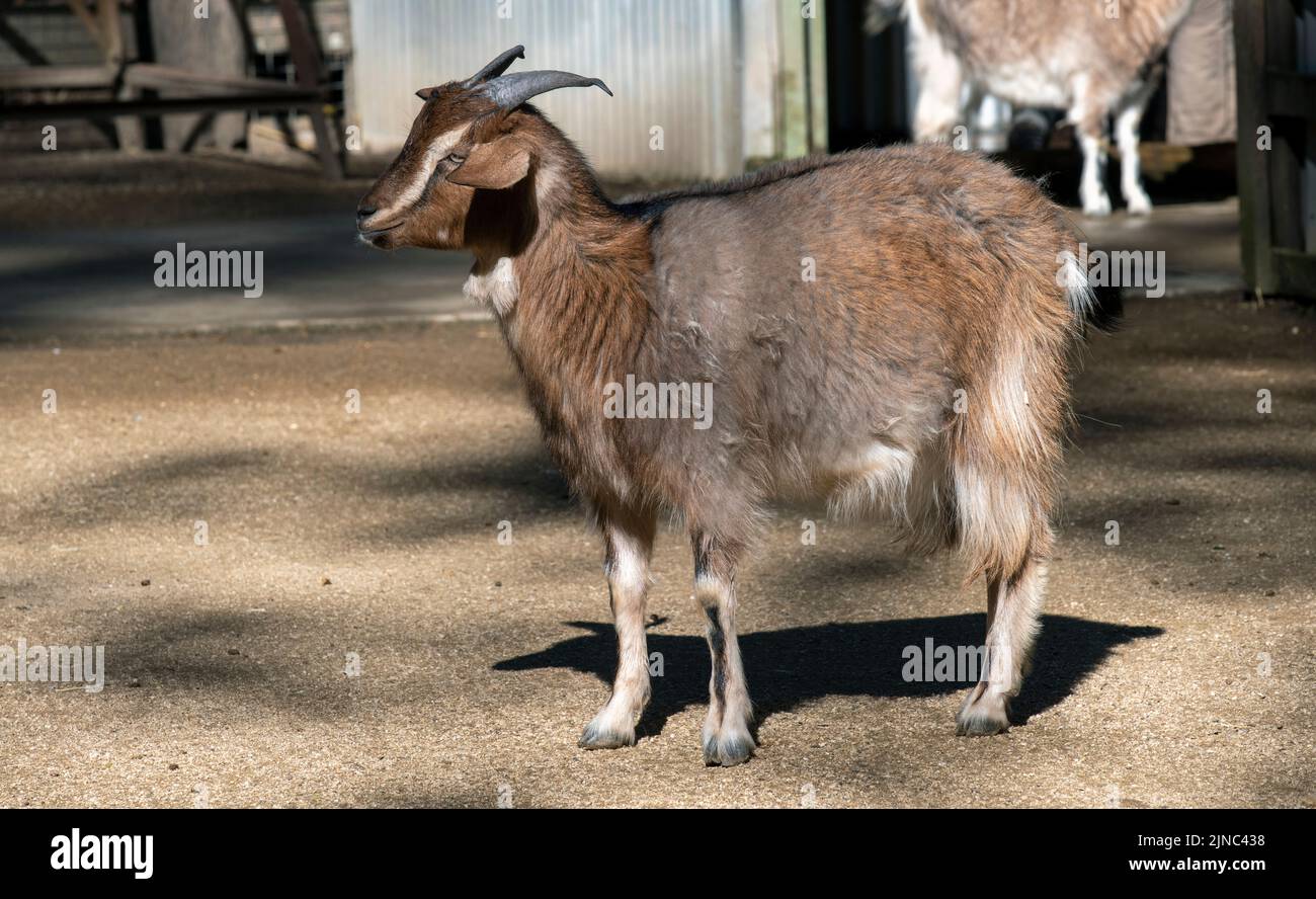 A Domestic Goat (Capra hircus) in Sydney; NSW, Australia (Photo by Tara ...