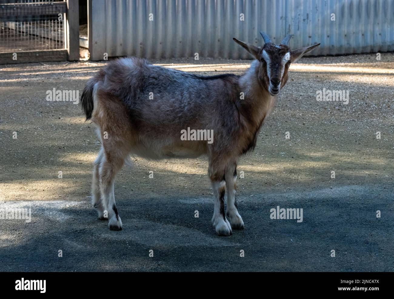 A Domestic Goat (Capra hircus) in Sydney; NSW, Australia (Photo by Tara ...