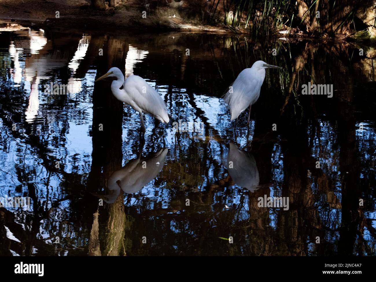 Two Great Egrets (Ardea alba) stands in water in Sydney, NSW, Australia ...