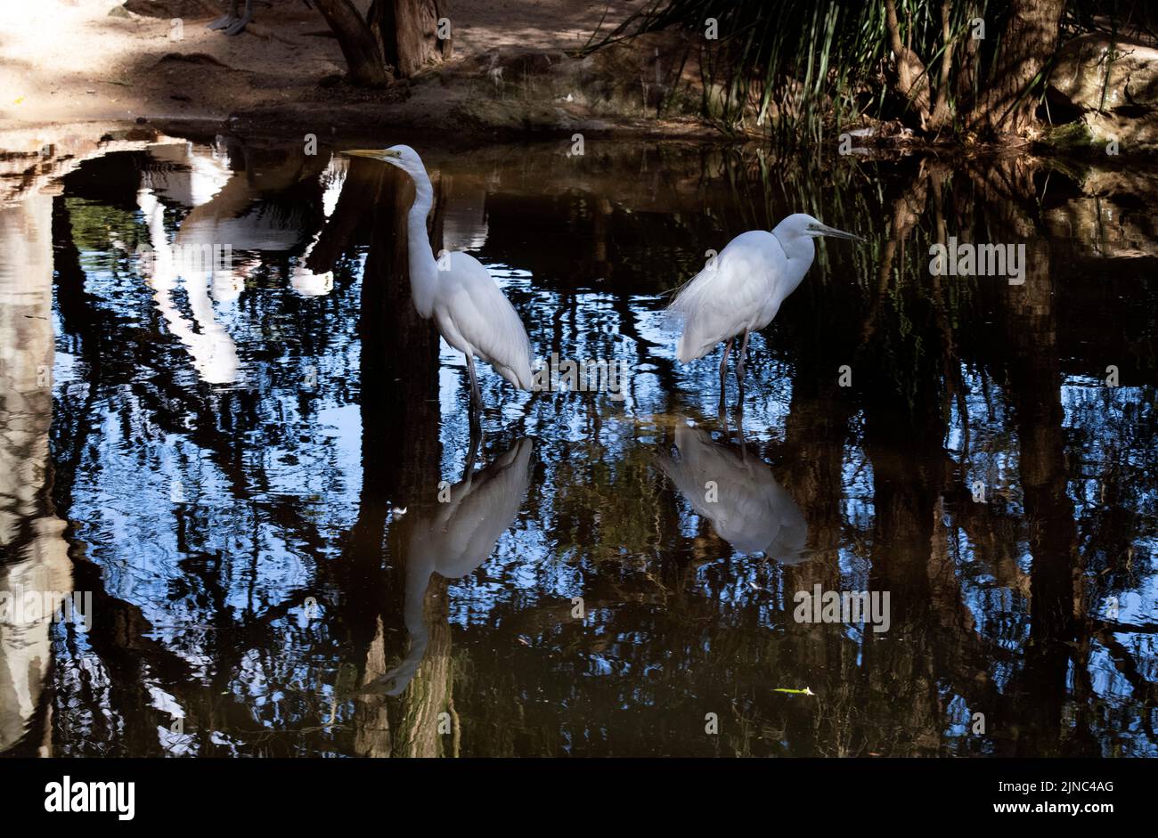 Two Great Egrets (Ardea alba) stands in water in Sydney, NSW, Australia ...