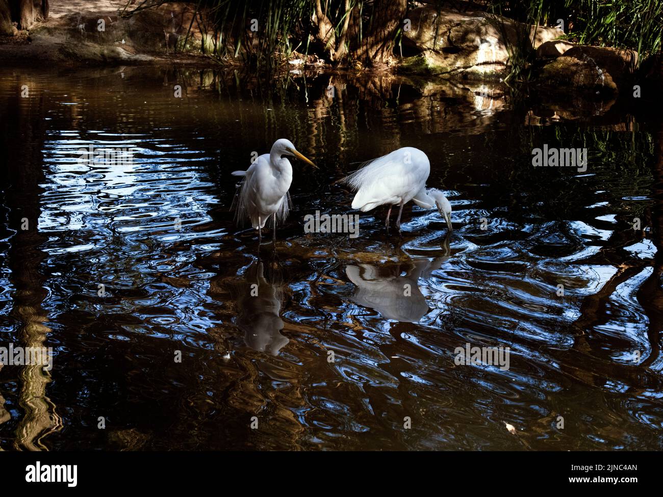 Two Great Egrets (Ardea alba) stands in water in Sydney, NSW, Australia ...