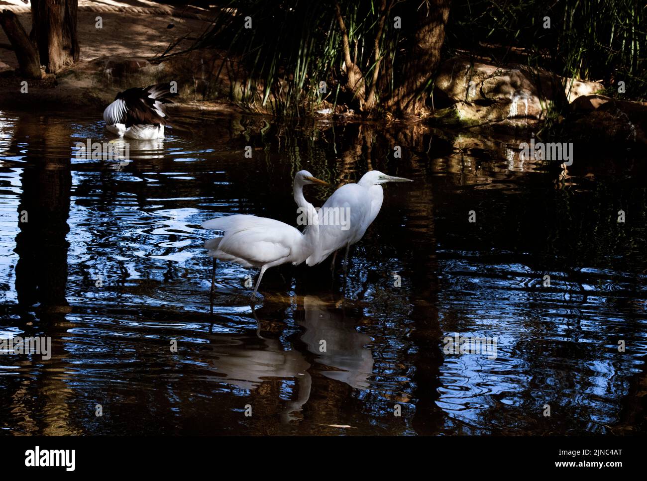 Two Great Egrets (Ardea alba) stands in water in Sydney, NSW, Australia ...