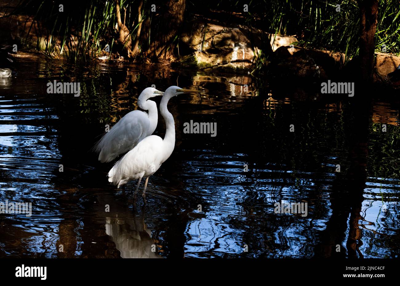 Two Great Egrets (Ardea alba) stands in water in Sydney, NSW, Australia ...