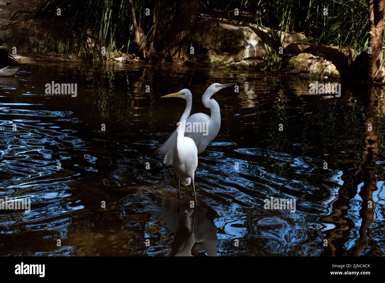 Two Great Egrets (Ardea alba) stands in water in Sydney, NSW, Australia ...