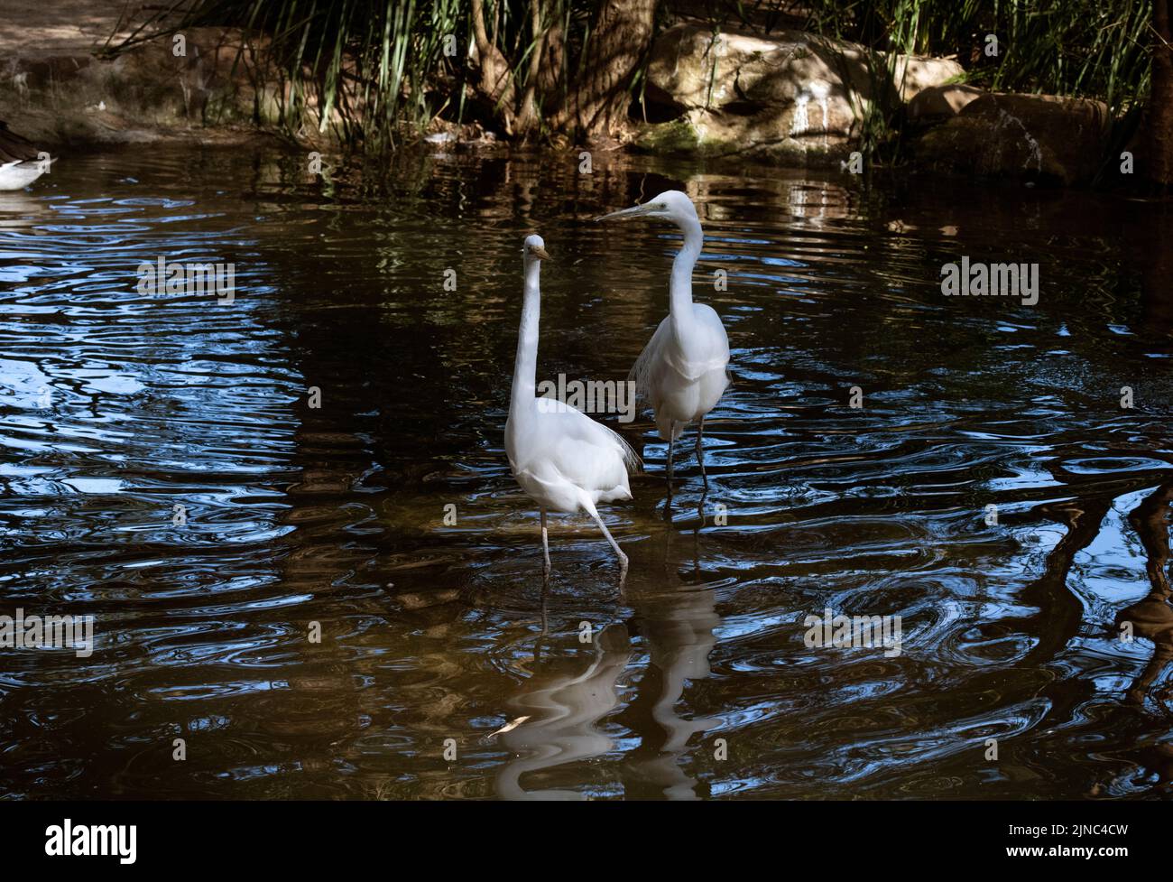 Two Great Egrets (Ardea alba) stands in water in Sydney, NSW, Australia ...