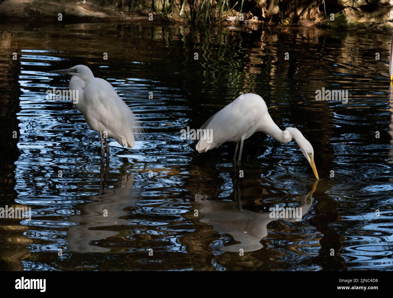 Two Great Egrets (Ardea alba) stands in water in Sydney, NSW, Australia ...