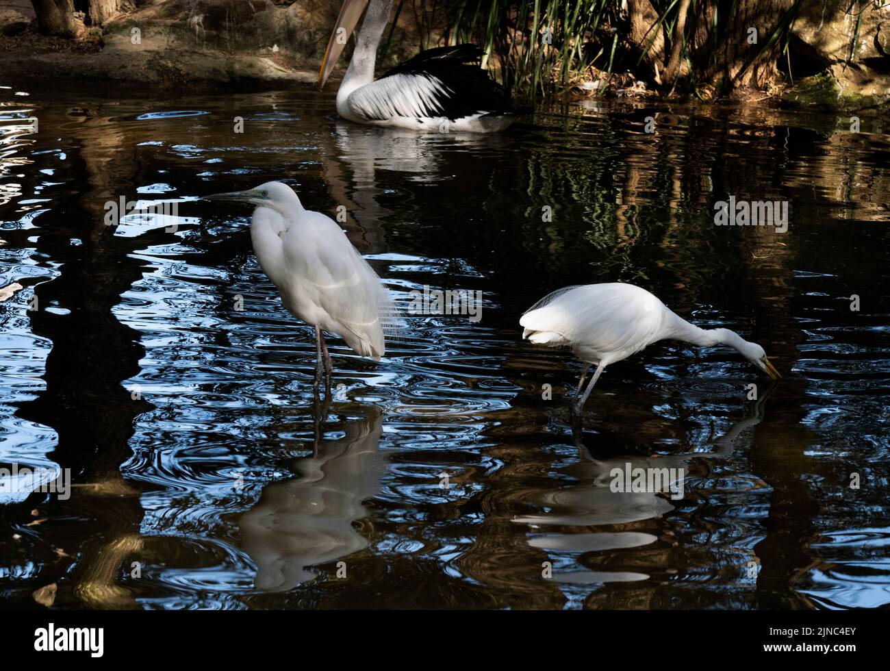 Two Great Egrets (Ardea alba) stands in water in Sydney, NSW, Australia ...