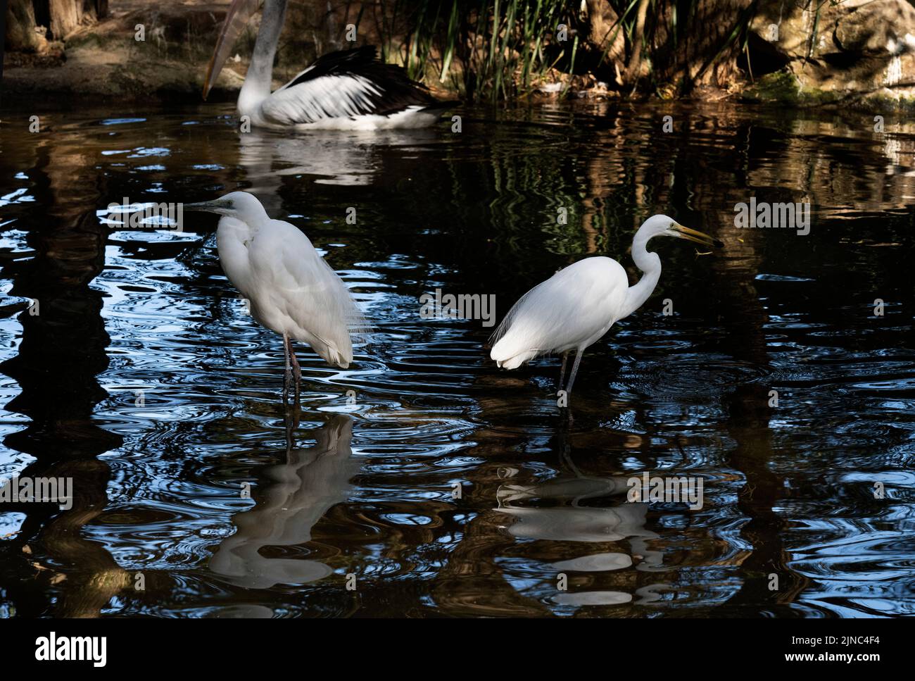 Two Great Egrets (Ardea alba) stands in water in Sydney, NSW, Australia ...