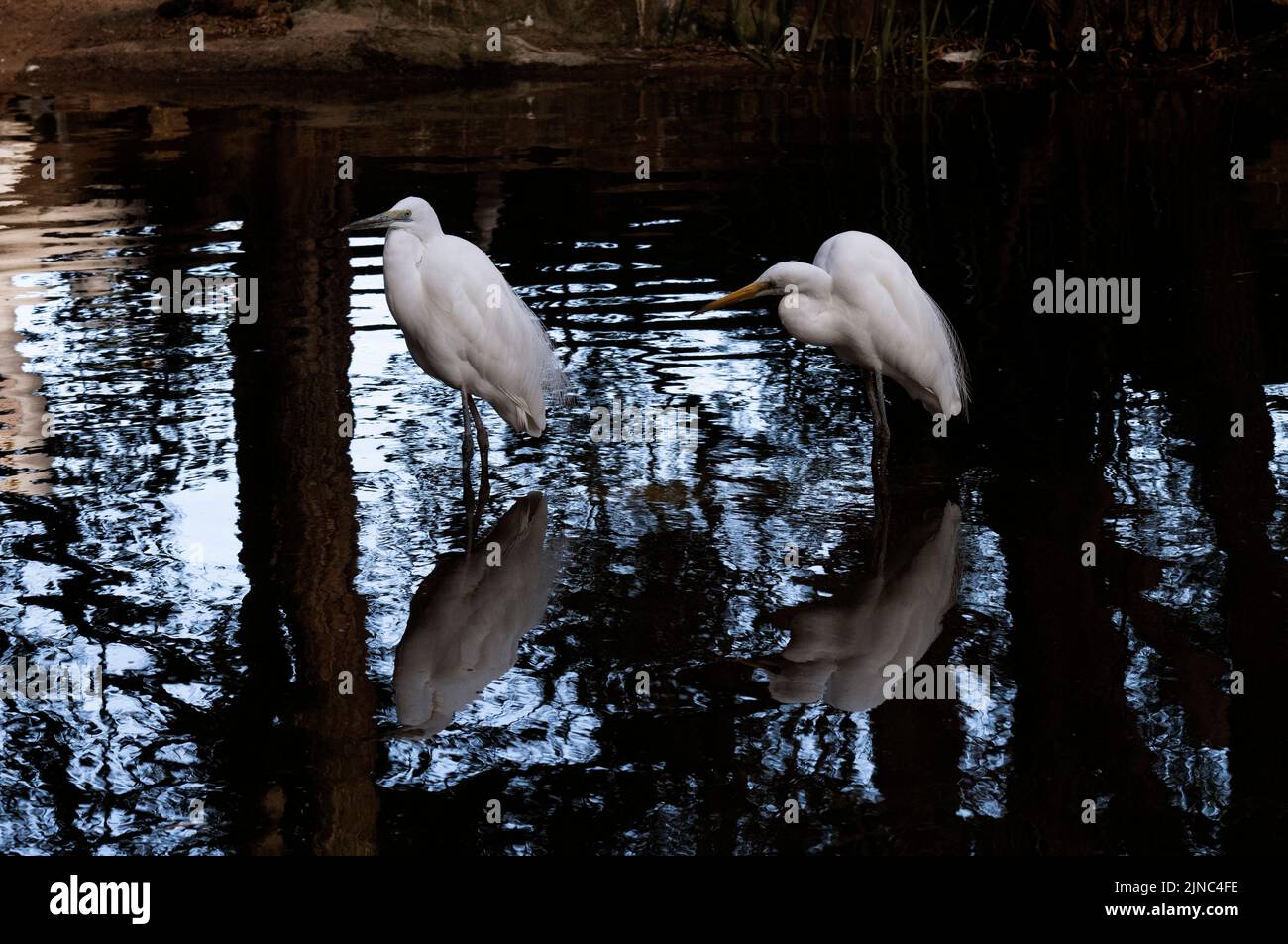 Two Great Egrets (Ardea alba) stands in water in Sydney, NSW, Australia ...