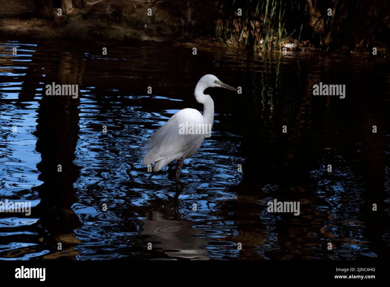 A Great Egret (Ardea alba) stands in water in Sydney, NSW, Australia ...