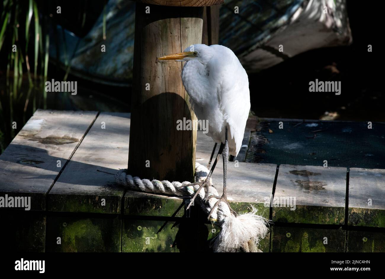 Australian great egret photo hi-res stock photography and images - Alamy